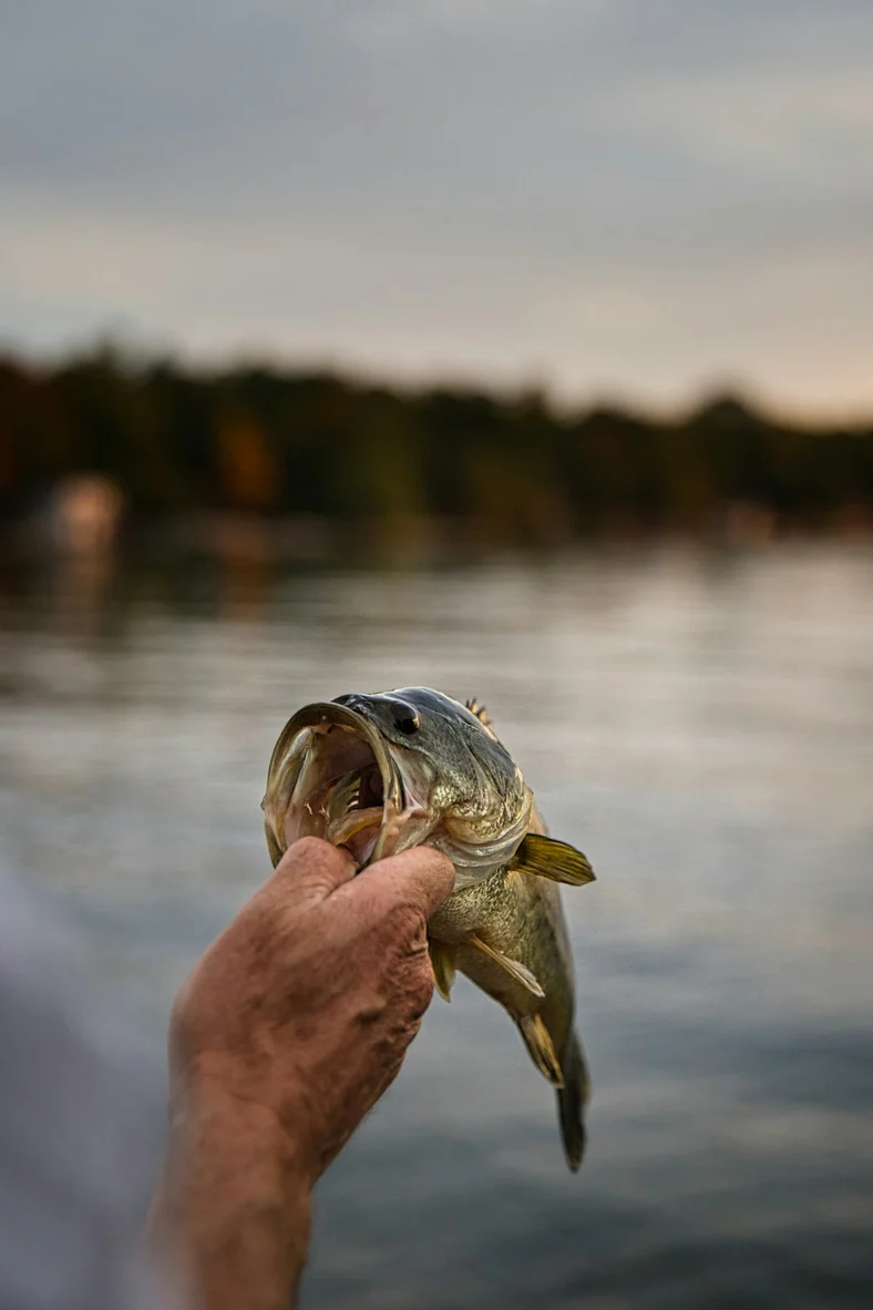 Expert Tips: How to Properly Handle and Release a Bass - Buy Lures
